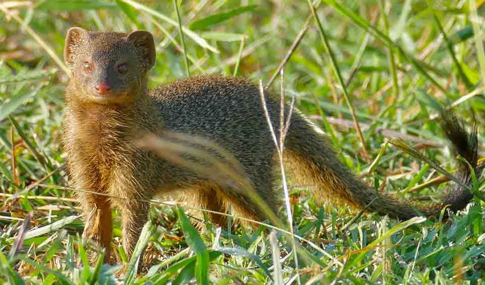 Common slender mongoose facts, distribution & population | BioDB